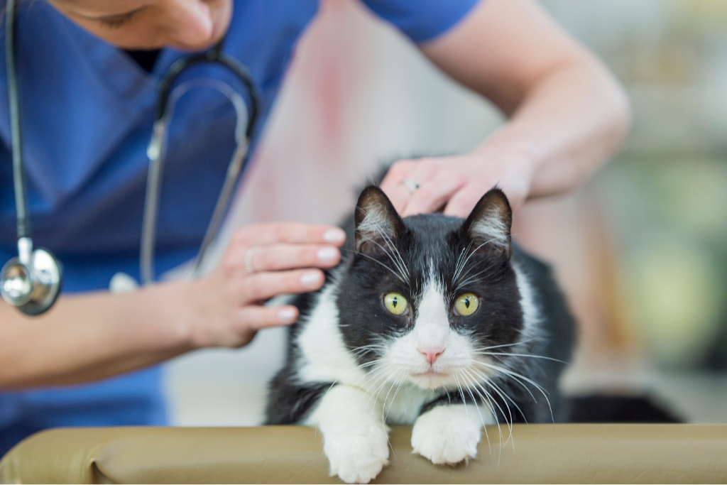 Essential Guide: The Gift Of A 24-Hour Triage System | Eagleson ...